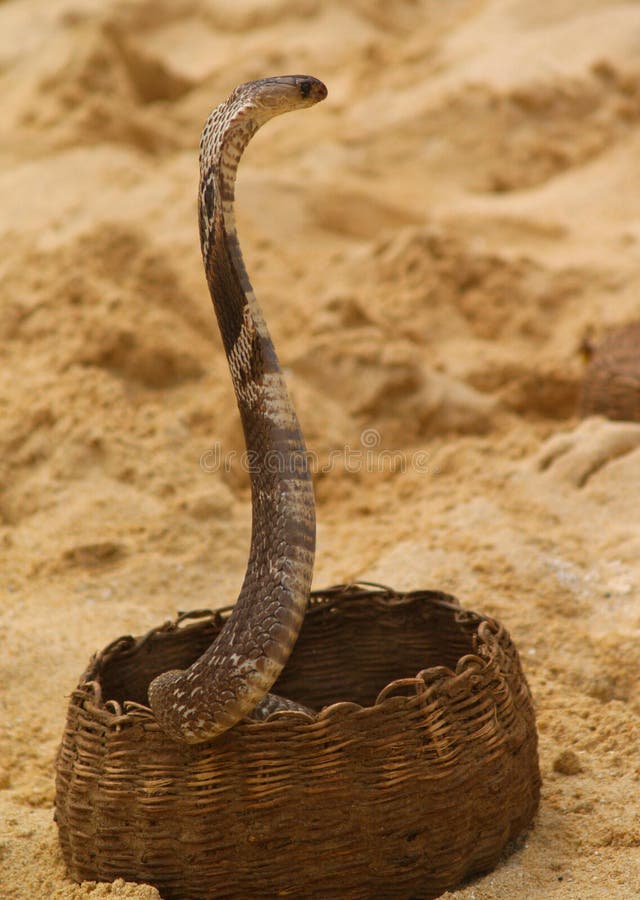 Cobra-gopher Escondida Num Buraco De Areia No Parque Nacional De Arches ...
