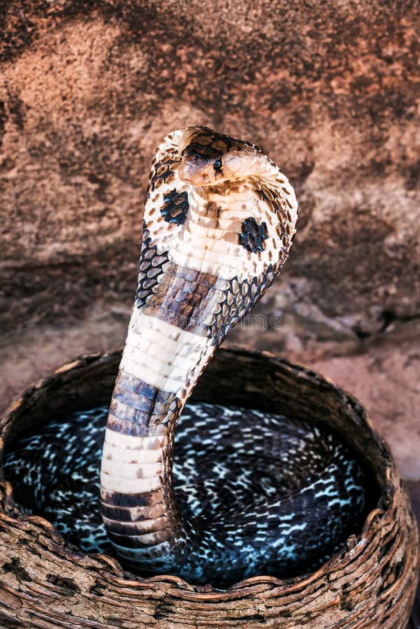 Una cobra en una cesta foto de archivo. Imagen de cesta - 12348102