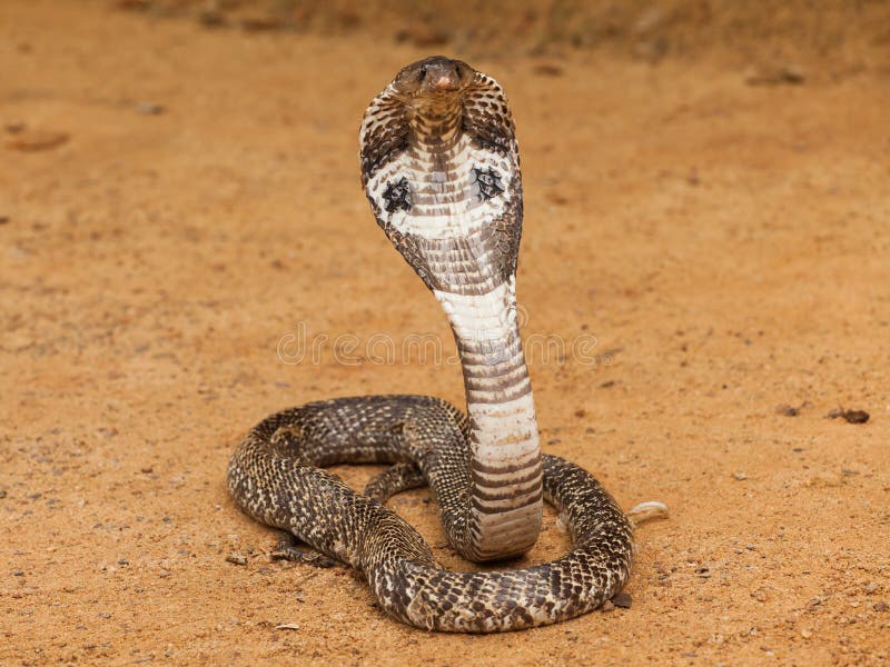 Cobra Real (Ophiophagus Hannah) Foto de archivo - Imagen de pista ...