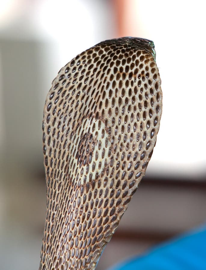 Cobra royal photo stock. Image du tuyau, amérique, animal - 18541806