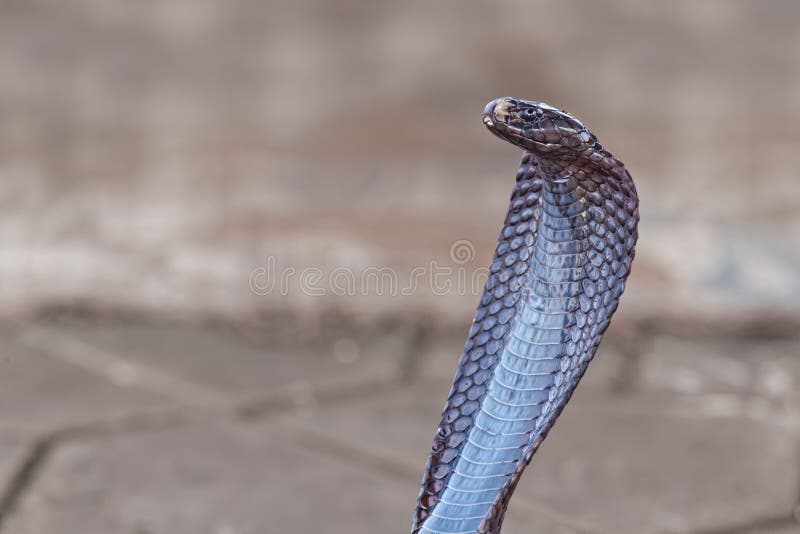 Snouted Cobra Snake South Africa Stock Photo - Image of south, safari ...