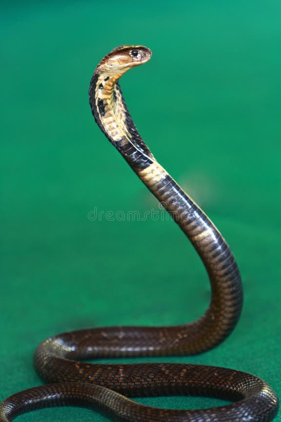 Cobra Snake stock photo. Image of animal, split, grass - 27983440