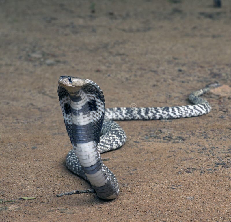 323 Hooded Cobra Stock Photos - Free & Royalty-Free Stock Photos from ...