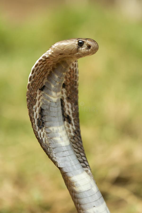 King Cobra Eyes Close Up