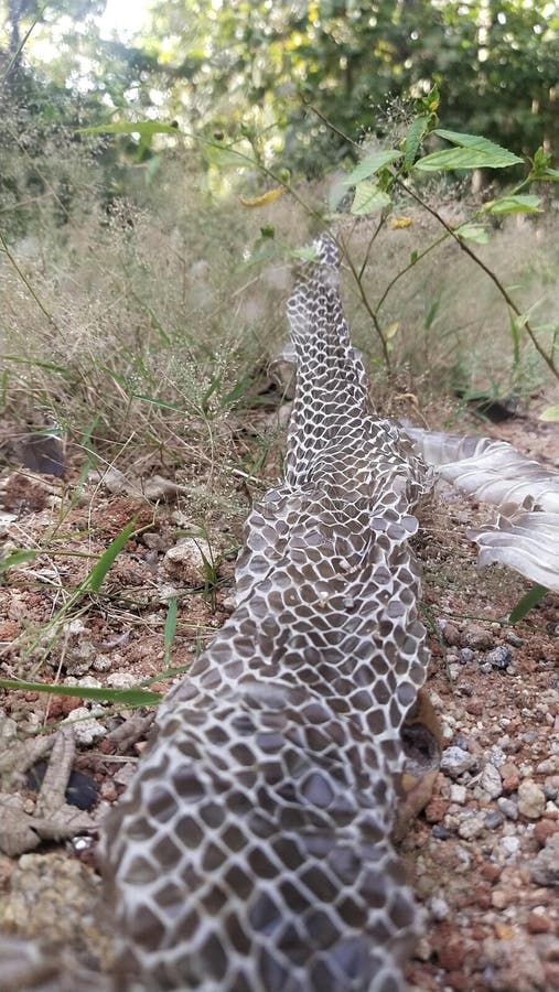Cobra Snake Skin Layer Animals Stock Image - Image of animal, skin ...