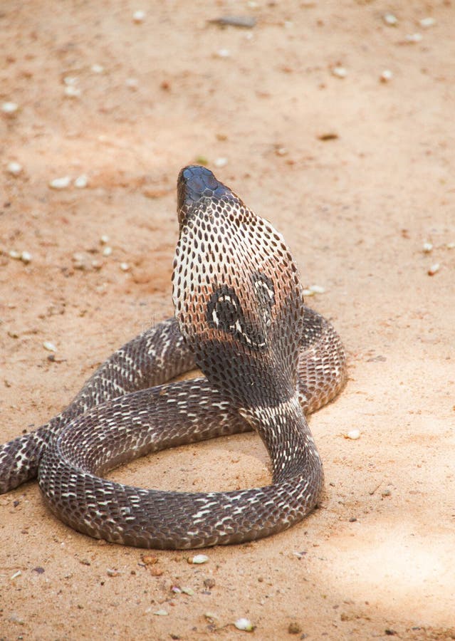 Cobra snake sri lanka stock photo. Image of reptilies - 65788468