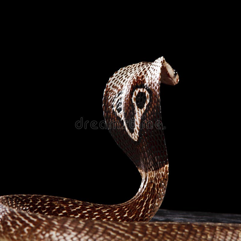 King Cobra Hood