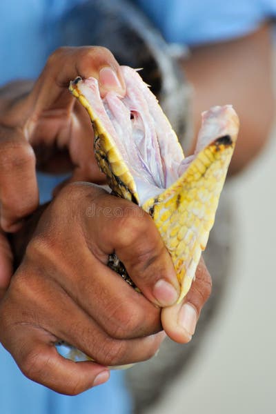Cobra teeth editorial stock image. Image of kissing, fighting - 25163679