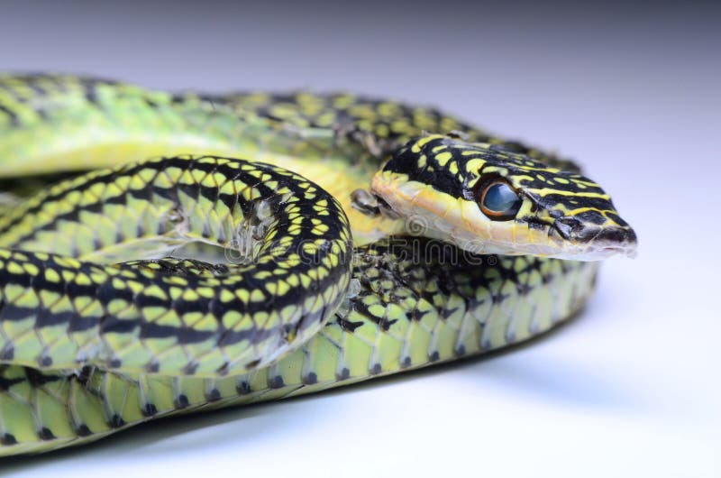 Cobra-voadora-dourada Chrysopelea Ornata Imagem de Stock - Imagem de ...