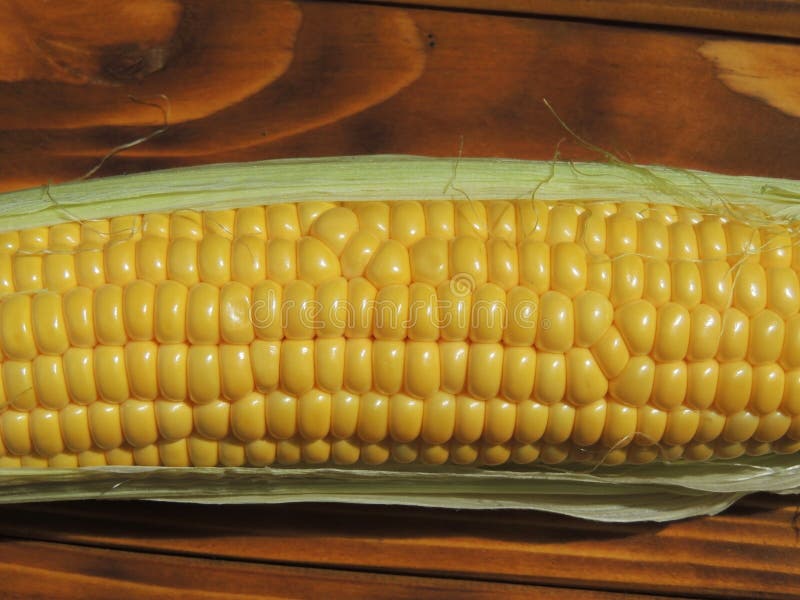 Fresh ripe corn on the cob stock photo. Image of harvest - 286391036