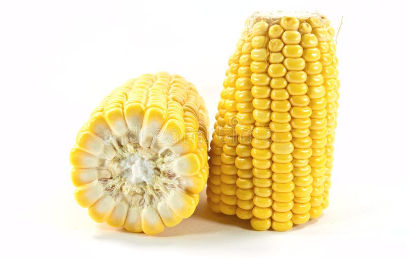 House Mouse (Mus Musculus) Eating Corn Stock Image - Image of pest ...