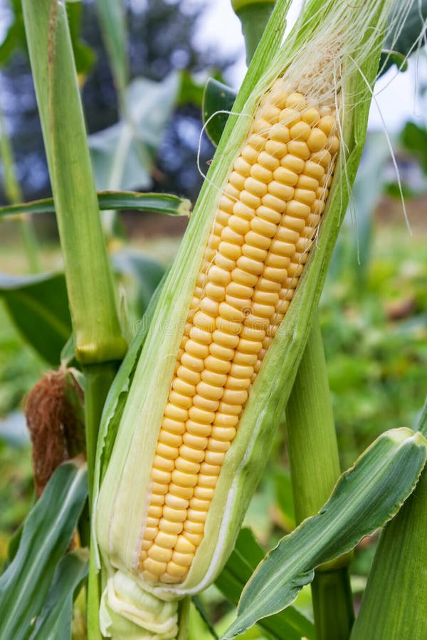 Corn cobs on ground stock photo. Image of cultivation - 45934842