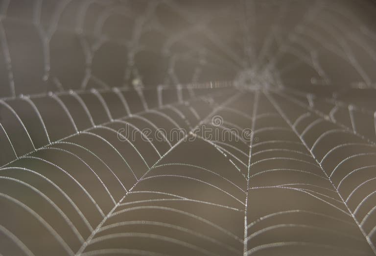 Cobweb stock image. Image of connection, shine, brown - 10173049