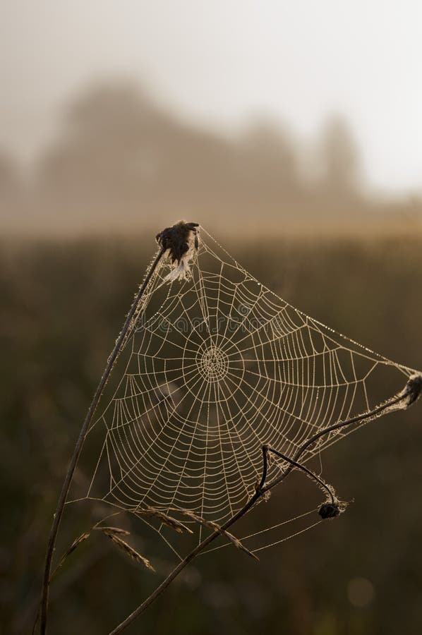 Cobweb stock image. Image of spiderweb, sunlight, natural - 12171225