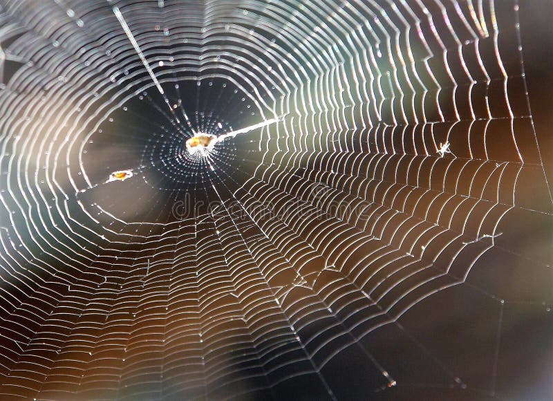 Cobweb in the Autumn Forest in the Sun. Stock Image - Image of cobweb ...