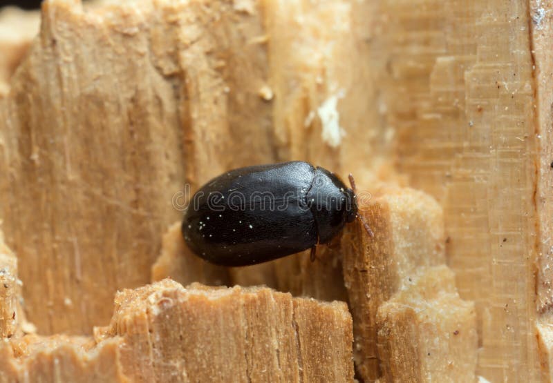 Ctesias Serra Stock Photos - Free & Royalty-Free Stock Photos from ...