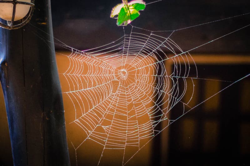 Cobweb stock image. Image of abstract, roof, spider, design - 70997375