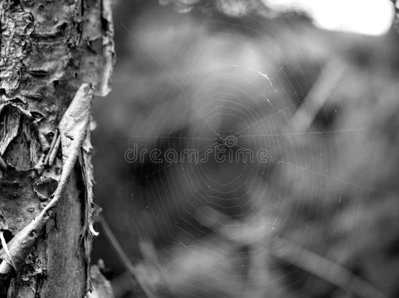 Cobweb stock image. Image of recreation, explore, black - 91545979