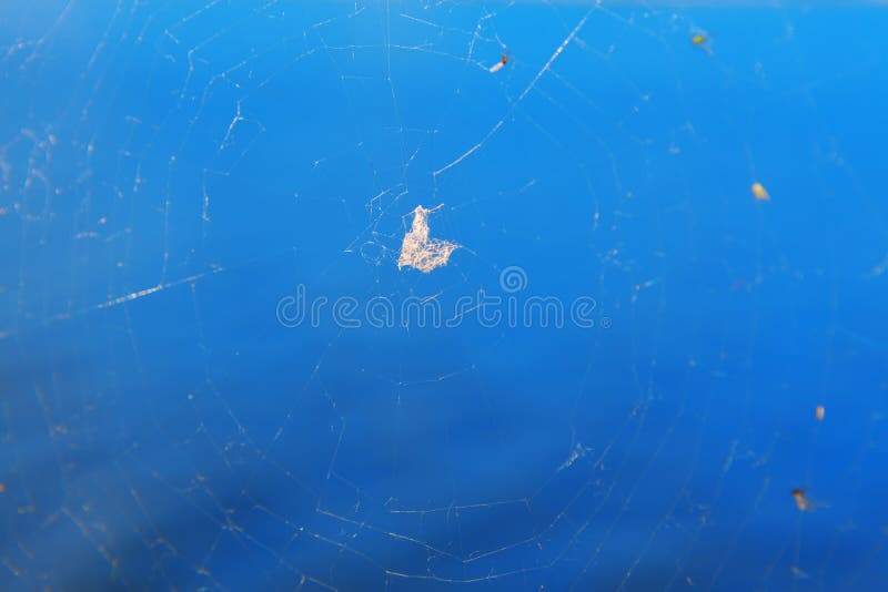 Cobweb on a Blue Background Stock Photo - Image of blue, macro: 240718412