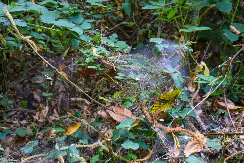 Cobweb in the woods stock image. Image of cobweb, forest - 78865593