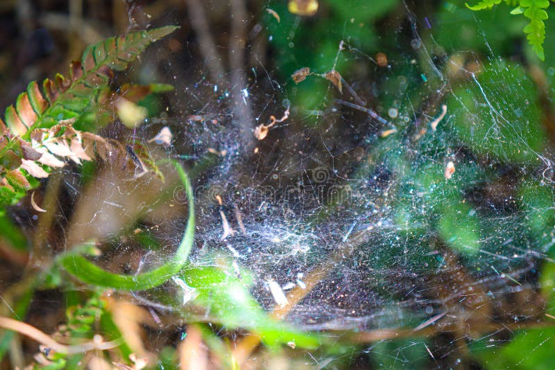 Cobweb in the woods stock image. Image of cobweb, forest - 78865593