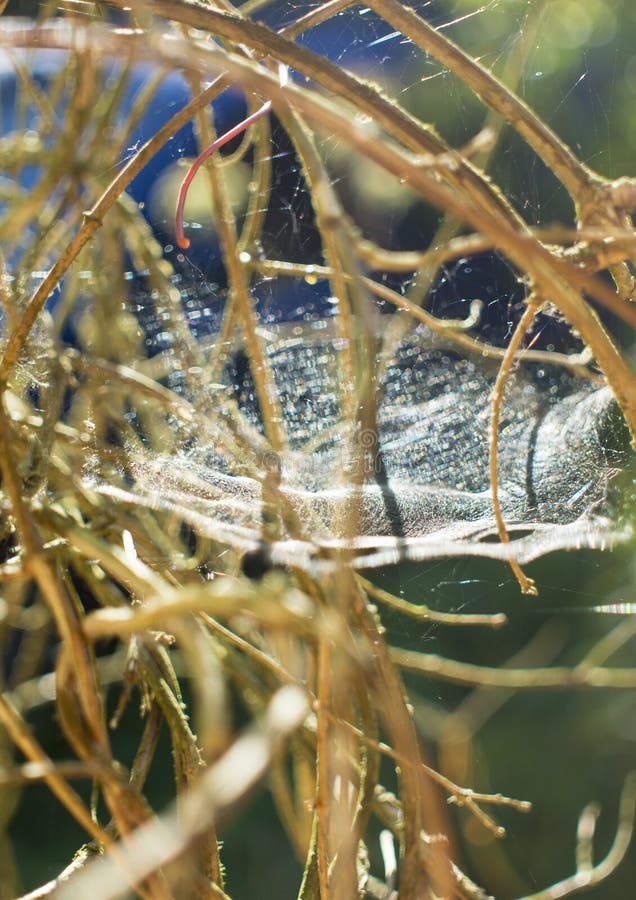 Cobweb on the Bushes in the Green Forest. Stock Image - Image of grass ...