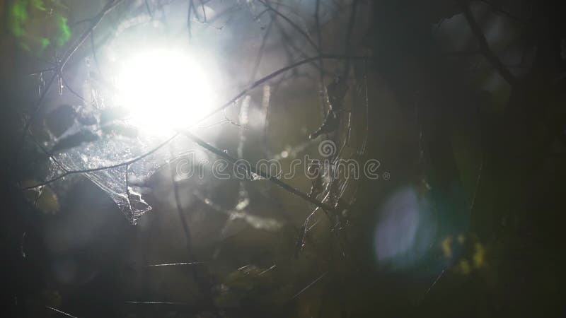 Cobweb in the cave stock footage. Video of fine, dark - 106225788