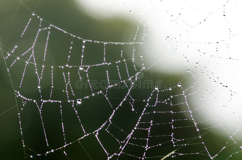 Cobweb, Close-up and Details of the Threads of a Cobweb Stock Image ...