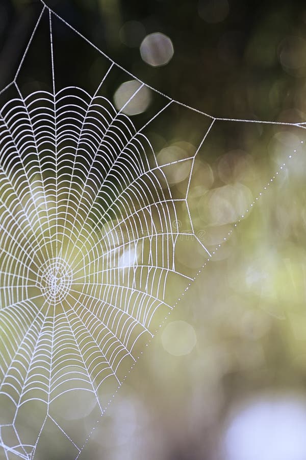 Cobwebs stock photo. Image of natural, details, backdrop - 3069596