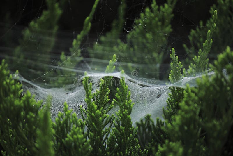 Cobweb stock photo. Image of lake, green, mist, bank - 49045528
