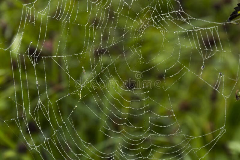 Cobweb stock image. Image of drops, trap, leaf, spiderweb - 100208999
