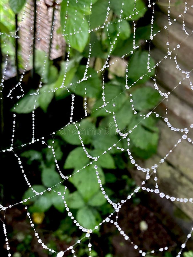 Cobweb after Rain, Illustration Stock Illustration - Illustration of ...