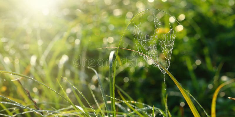 Cobweb or Cobweb is a Natural Rain Pattern. Spider Web with a Pattern ...