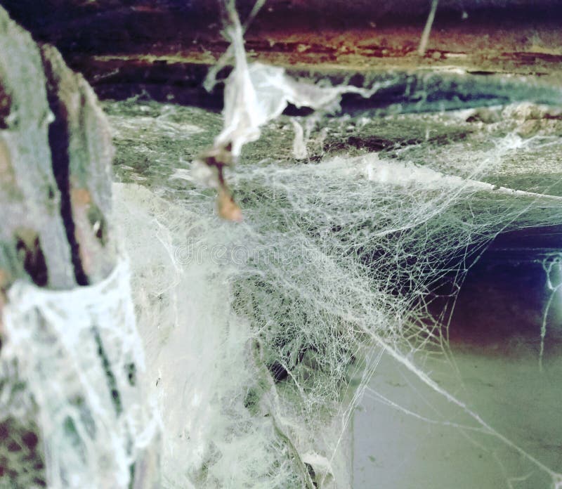 Cobweb stock photo. Image of cobweb, dust, spiderweb - 131014764