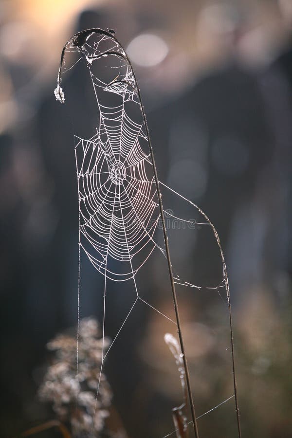 Cobweb stock photo. Image of beautiful, cobwebs, landscape - 60810190