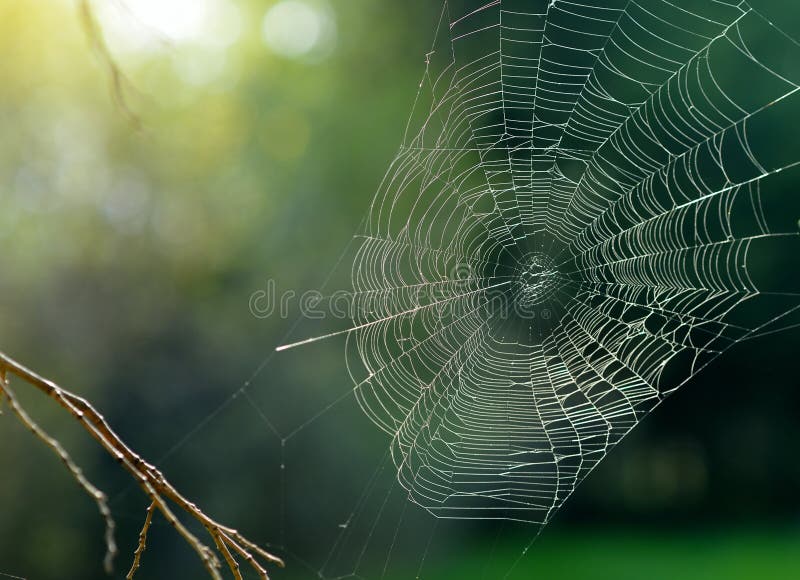 Cobweb stock image. Image of tree, break, fresh, climb - 63161085