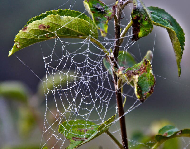 A Cobweb-covered Stone Fireplace with Candles on a Rusty Candlestick ...
