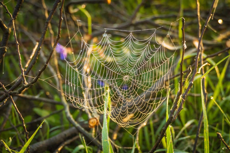 Cobweb Covered with Small Drops of Dew Stock Image - Image of cobweb ...