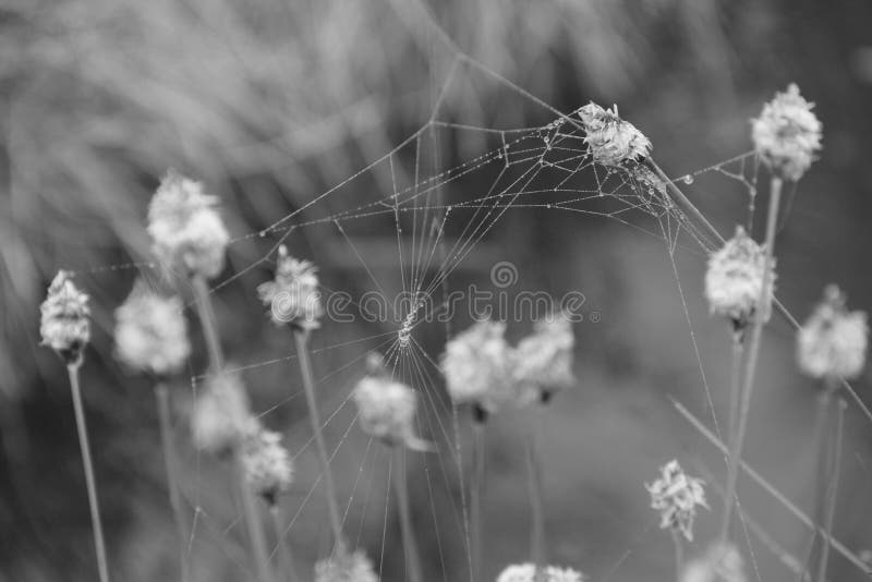 Cobweb stock photo. Image of black, stalk, white, detail - 52676898