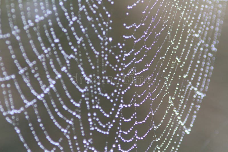 Cobweb With Dew Drops Picture. Image: 84936127