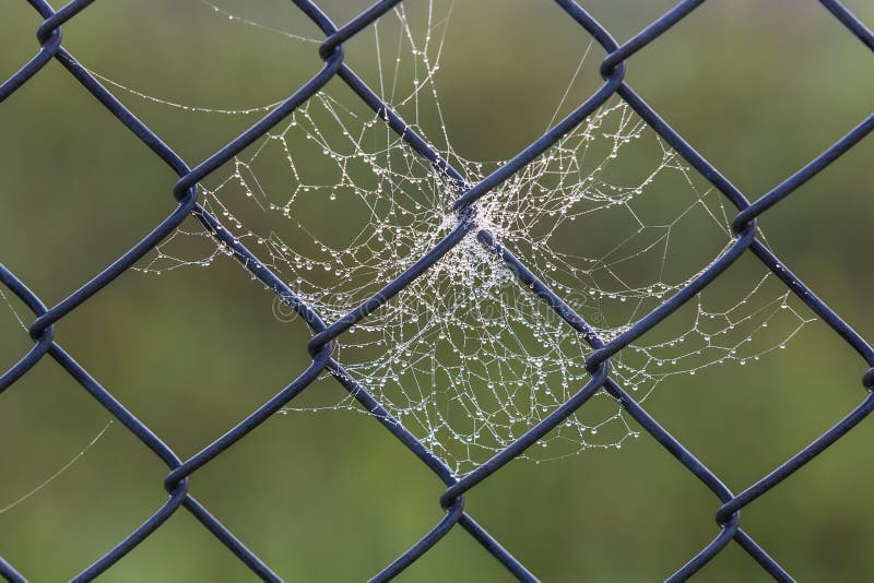Cobweb dew stock photo. Image of detail, mesh, drop, wire - 81376208