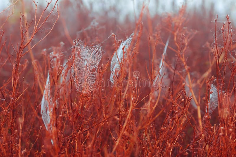 A Cobweb with Dewdrops Hanging on Branches of Heather in Back Light ...