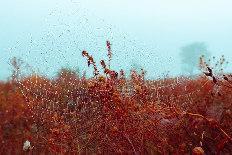 A Cobweb with Dewdrops Hanging on Branches of Heather in Back Light ...