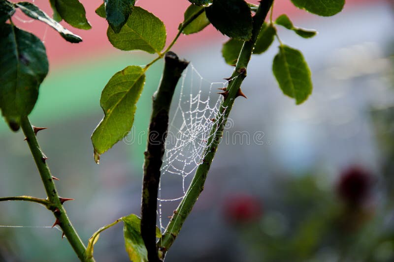 Cobweb with Drops of Dew on the Stems of a Rose Stock Image - Image of ...