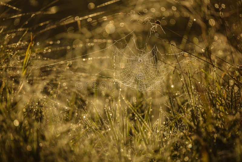 COBWEB stock image. Image of wildlife, outdoor, drops - 269838495