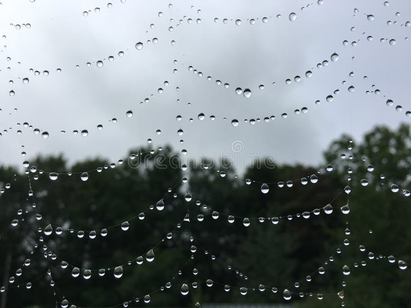 Cobweb stock image. Image of view, great, rain, nature - 74935189