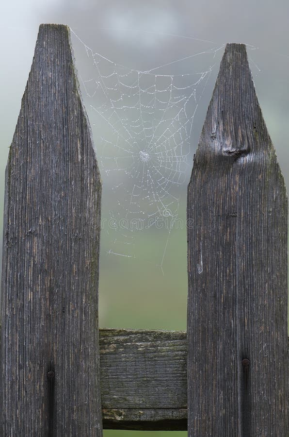 Cobweb on the fence stock photo. Image of drop, natural - 58868832