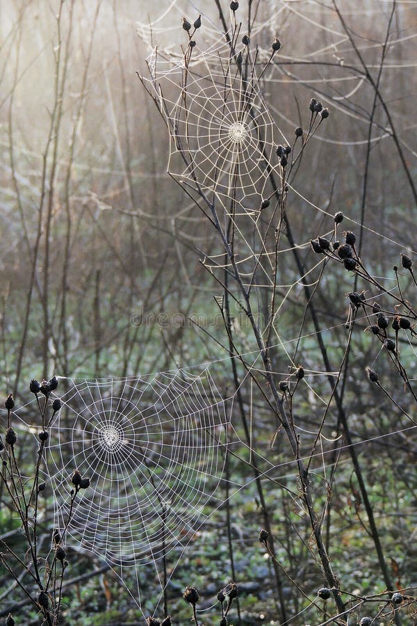 Cobweb in the field stock photo. Image of forest, natural - 69246318