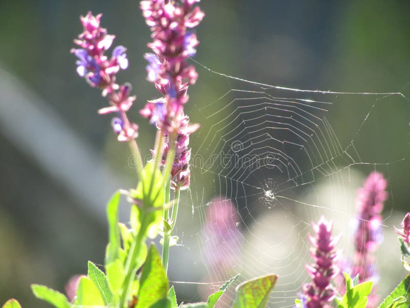 The Cobweb between the Flowers. Stock Photo - Image of flowers, cobweb ...