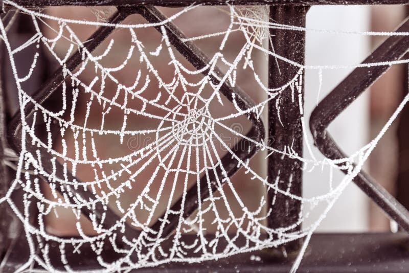 Cobweb with frost stock image. Image of beauty, gate - 83536719